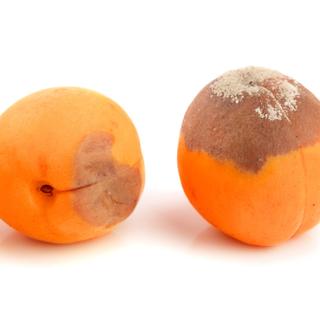 Faux-fruit sacré aux secrets bien cachés : ce que la figue raconte depuis l’Antiquité